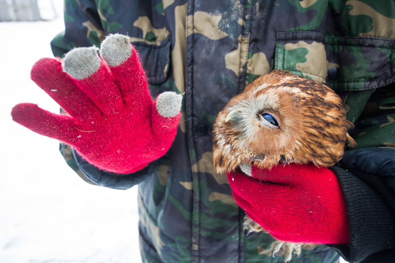 Owl - Russian Life
