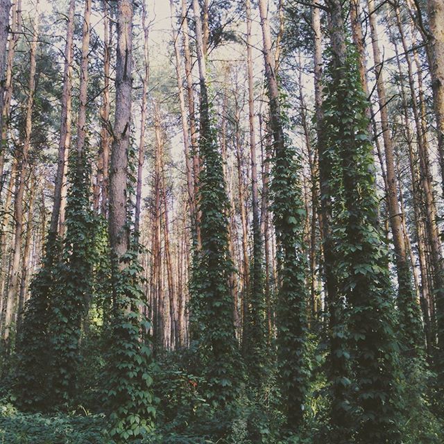 Trees - Russian Life