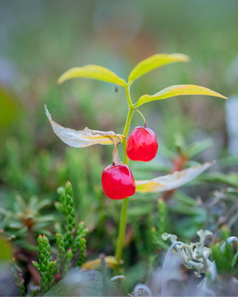 Berries of the Streptopus streptopoides plant (twistedstalk). - Russian ...