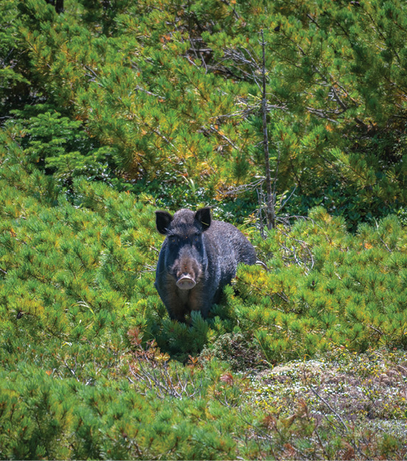 A chance meeting with a boar at 1500 meters. - Russian Life