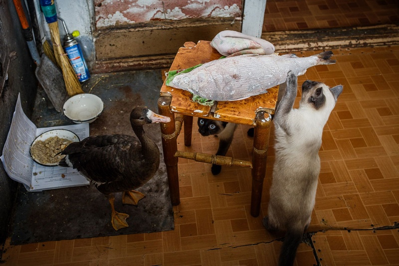 Cat and Goose - Russian Life