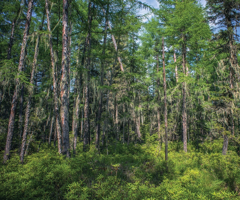 Eastern forest - Russian Life