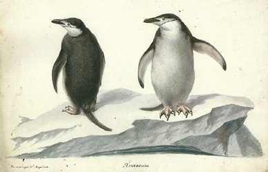 Penguins - Russian Life