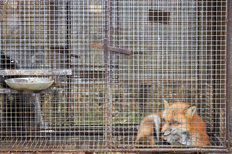 Caged fox - Russian Life