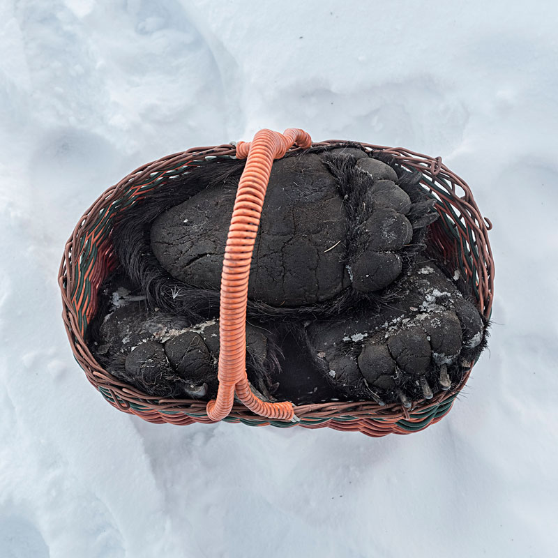 Bear Paws - Russian Life