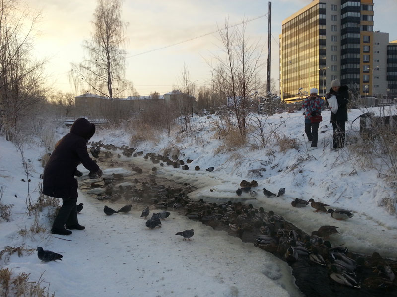 Ducks - Russian Life